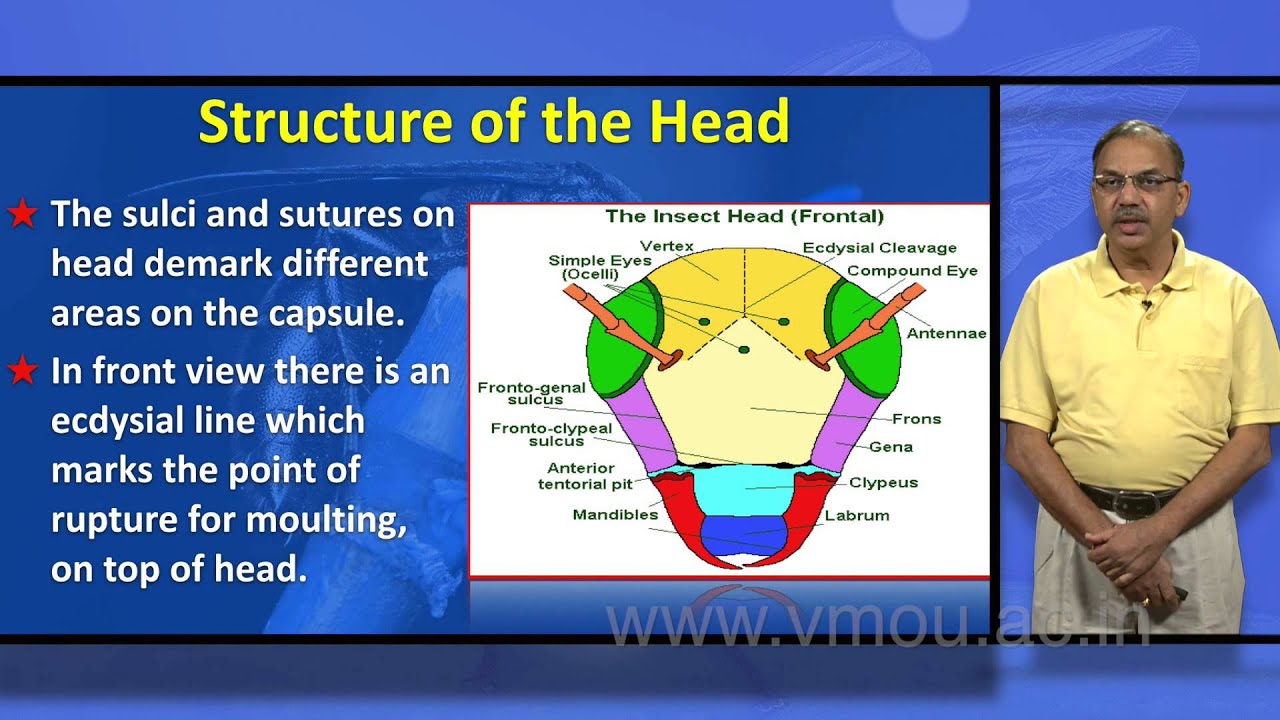INSECT HEAD Part-01 - YouTube