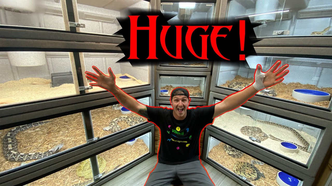 BIG REPTILE ROOM TOUR!!! - YouTube