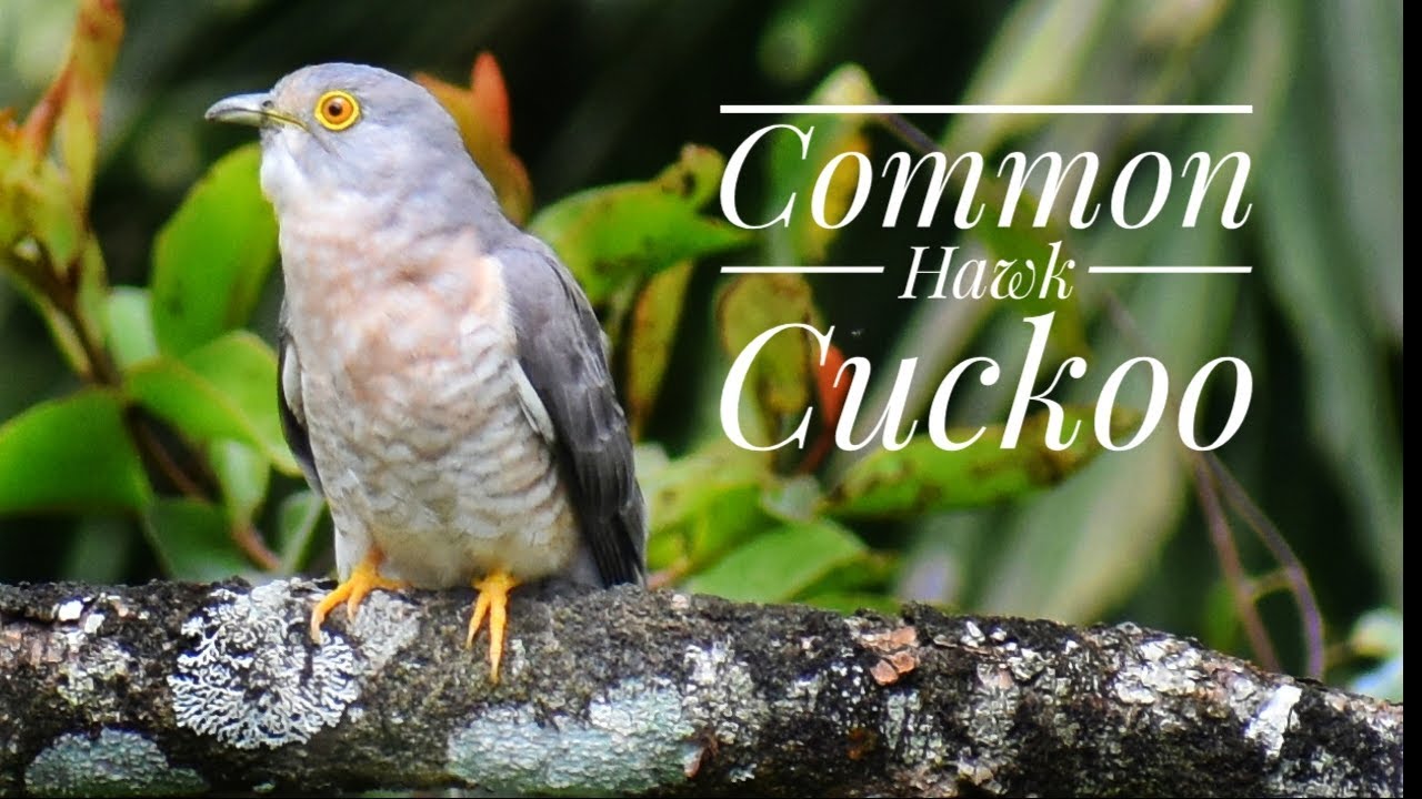 Call of Common hawk cuckoo|Common Hawk-Cuckoo calling-Cuckoo calling ...
