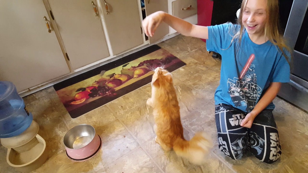 Finn walking 10-16-16 - YouTube