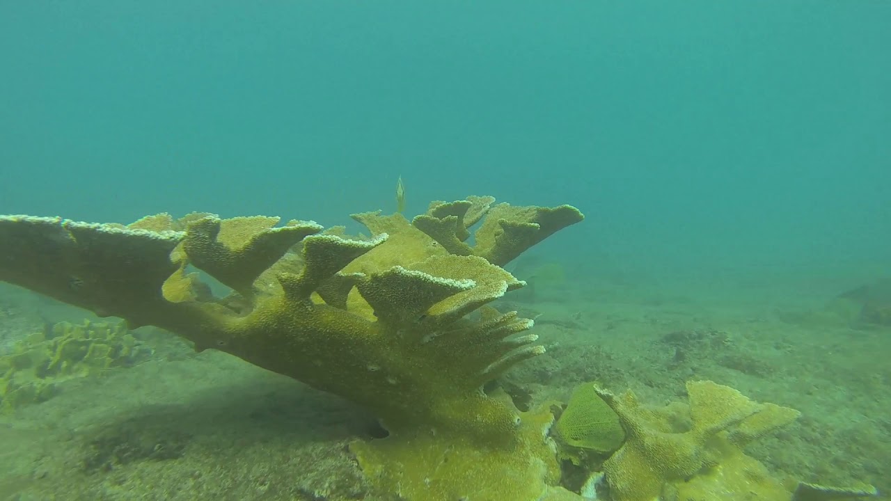 Hams Bay. St Croix USVI (by Snorkeling Quest) - YouTube