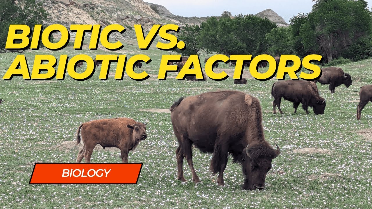 Biotic vs Abiotic Factors - YouTube