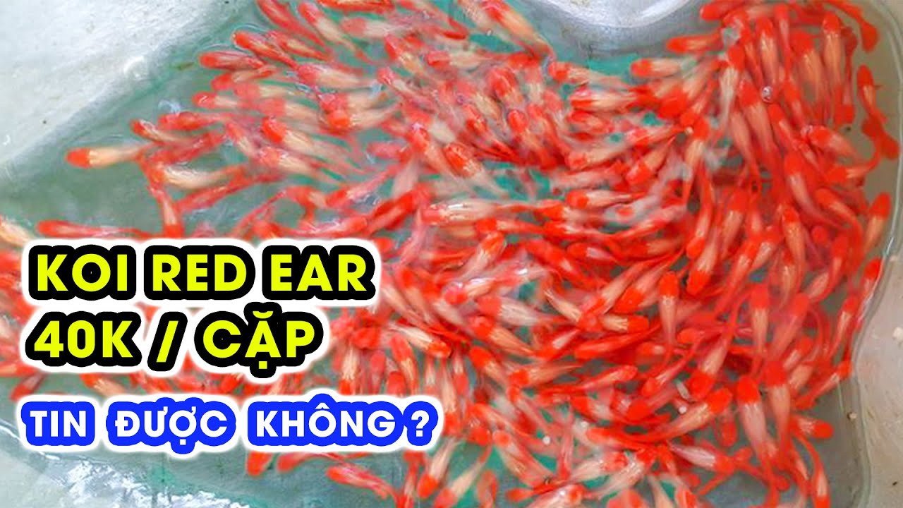 40k/Cặp Koi Red Ear ??? Ghé Thăm Trại Cá Cát Tường Mua Cá Về Nuôi - YouTube