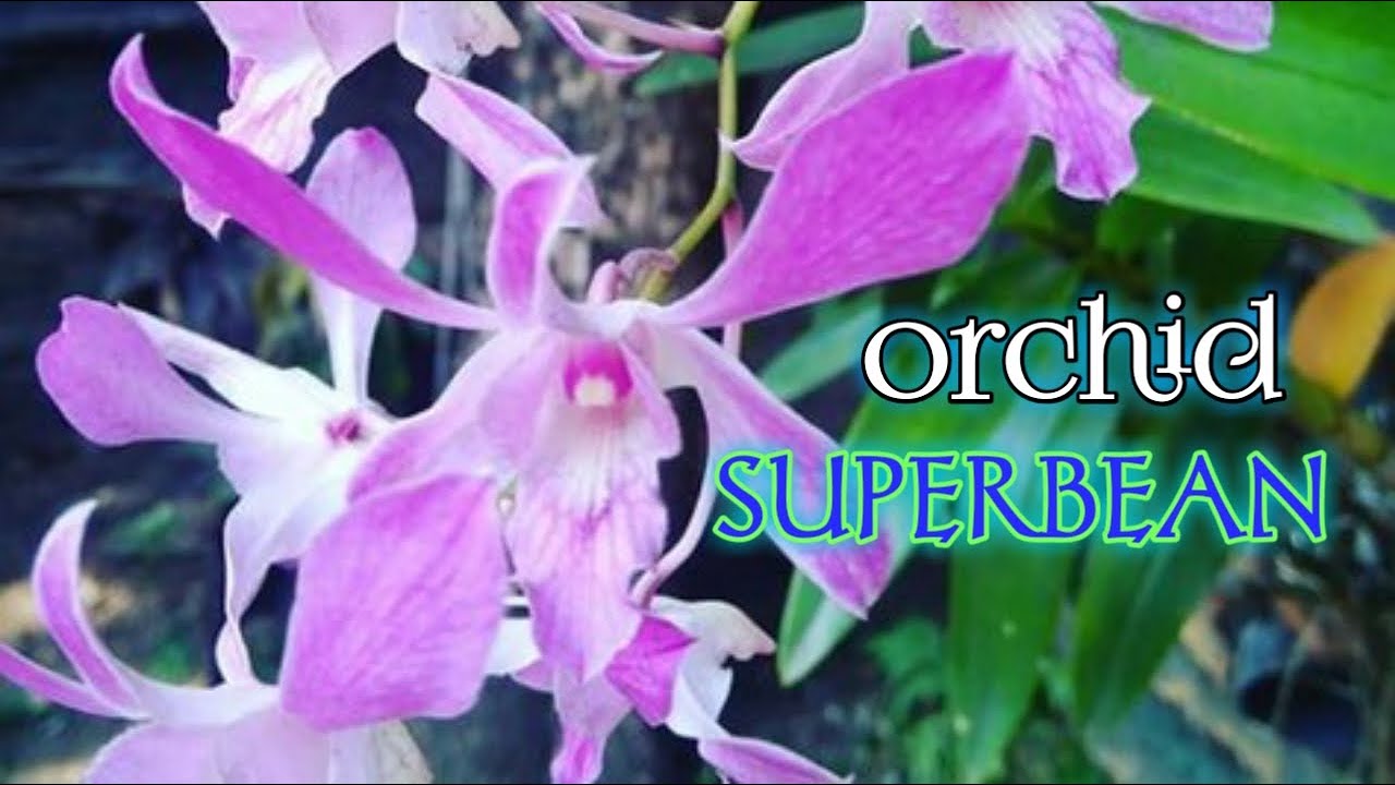 Dendrobium Orchid Superbiens || anggrek favorit ibu ibu - YouTube