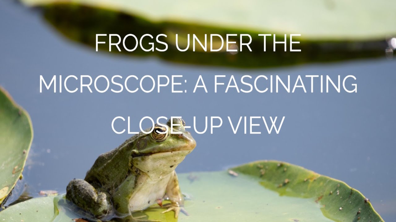 Frogs Under the Microscope: A Fascinating Close Up View - YouTube
