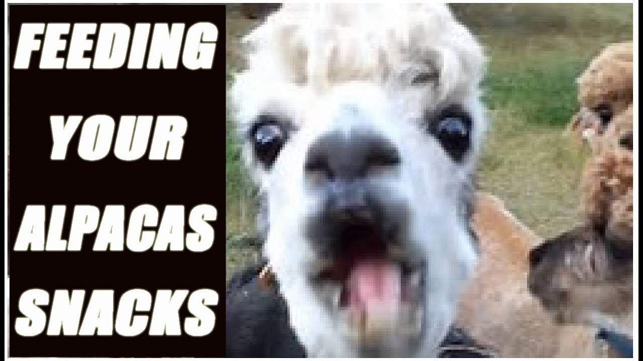 Feeding Your Alpacas Some Snacks - YouTube
