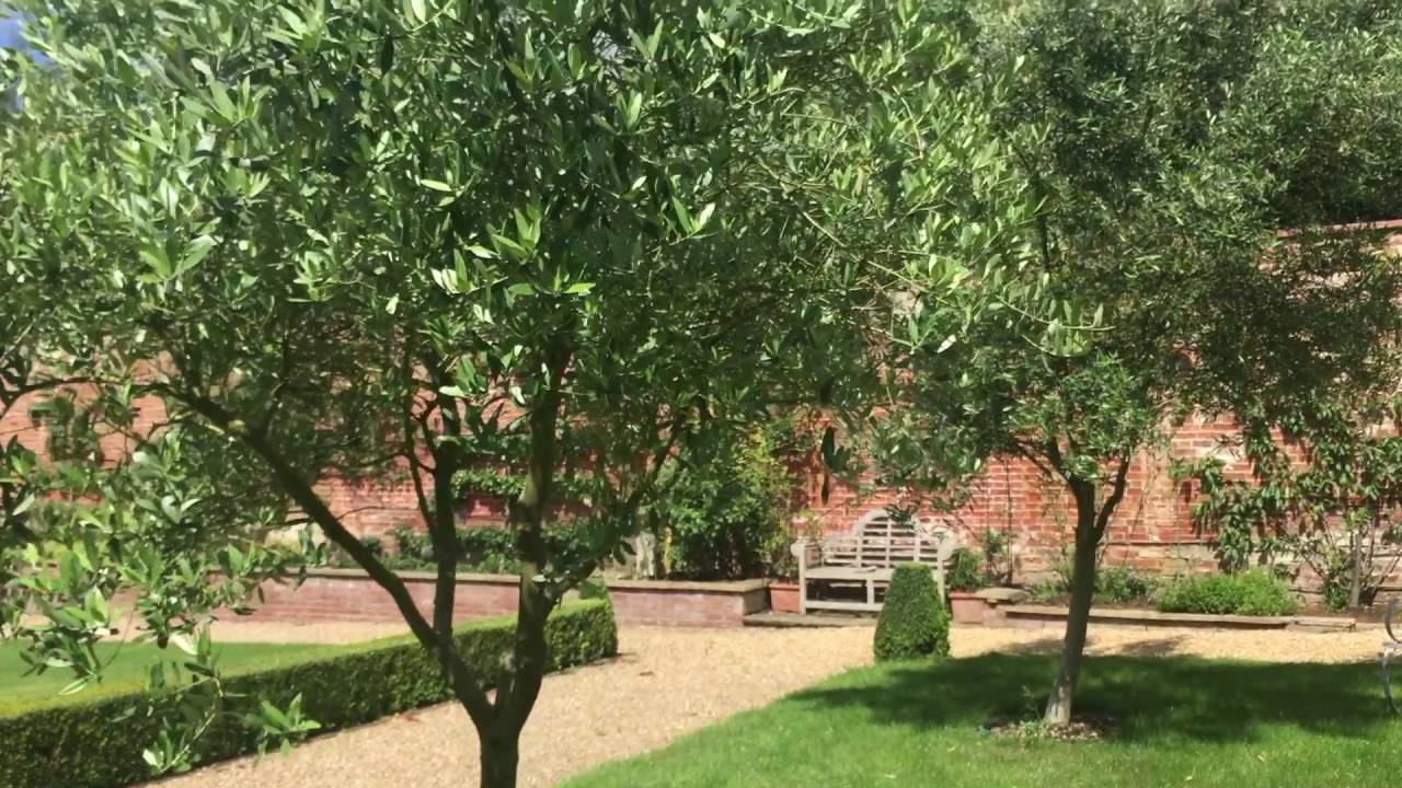 Growing Olive Trees in Suffolk UK - YouTube