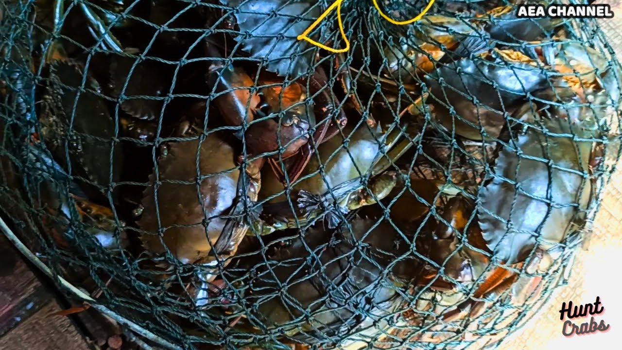 Day 30 | Crab hunting | Lots of big crabs !!! - YouTube