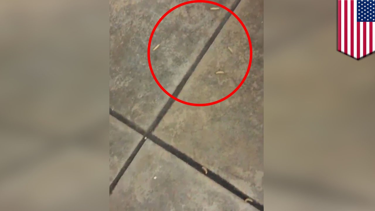 Woman claims to find 'hundreds' of maggots on hotel floor - TomoNews ...