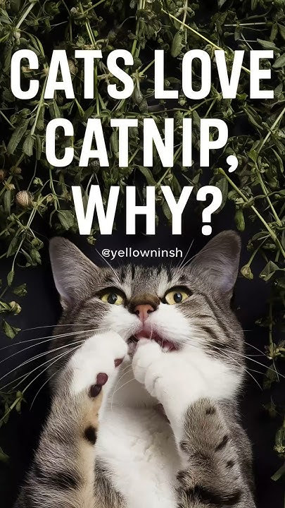 why do cats love catnip #cats #shorts #yellowmimish @SUKI_TV_M - YouTube