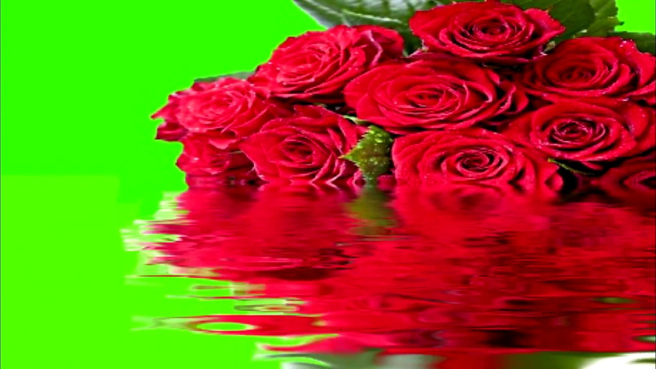 GREEN SCREEN FLOWERS ROSE, GREETING CARD,, SONY Vegas Pro, Adobe After ...