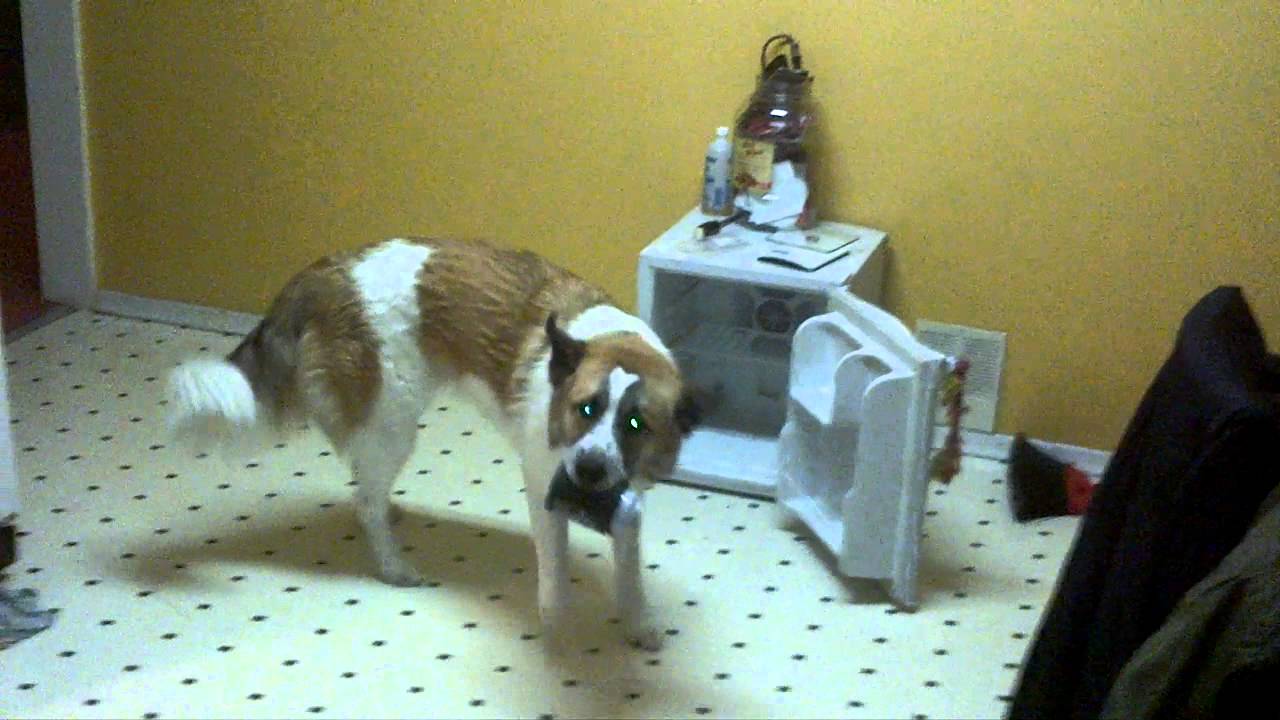 Louis The Beer Fetching Dog - YouTube