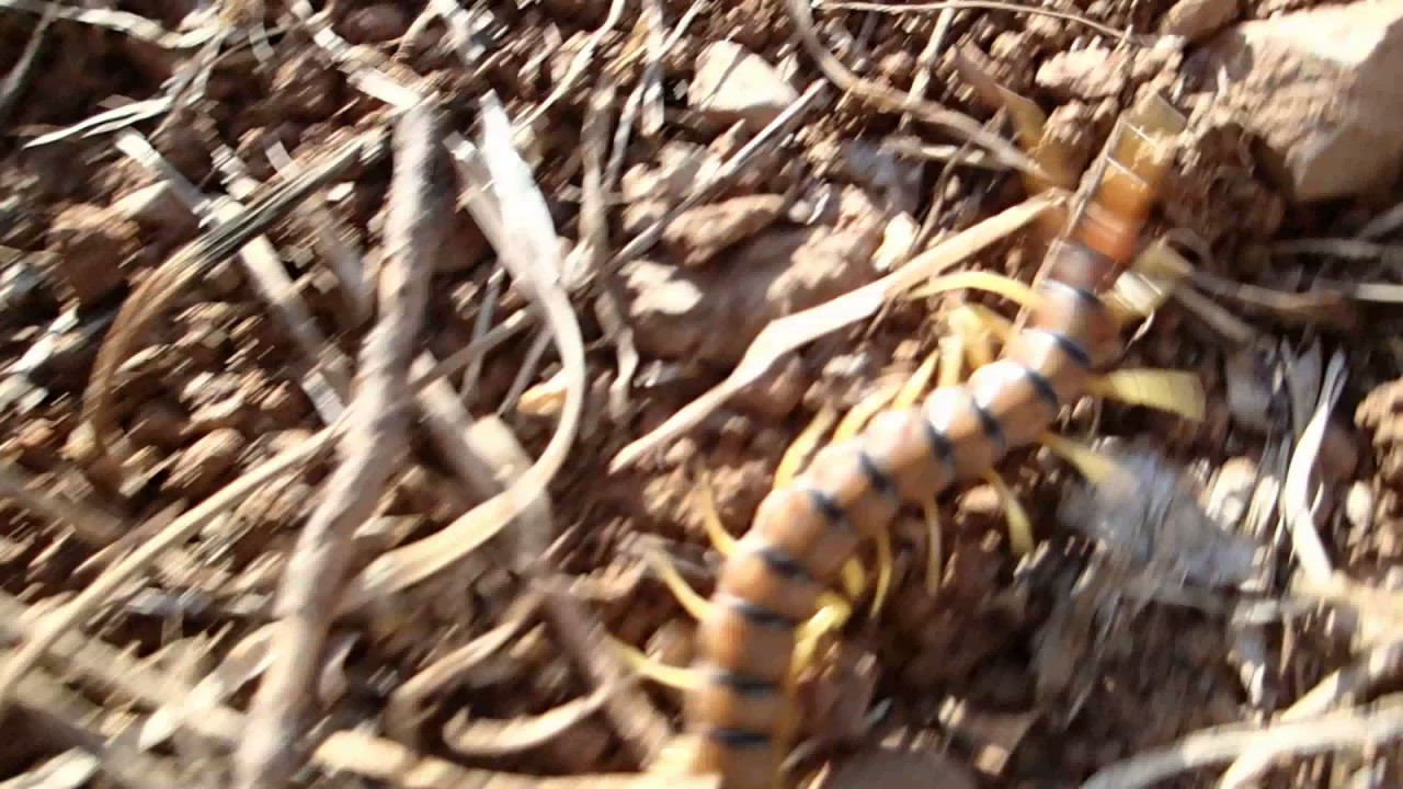 Centipedes #rhizoma_olive_farms. Scolopendra cataracta - YouTube