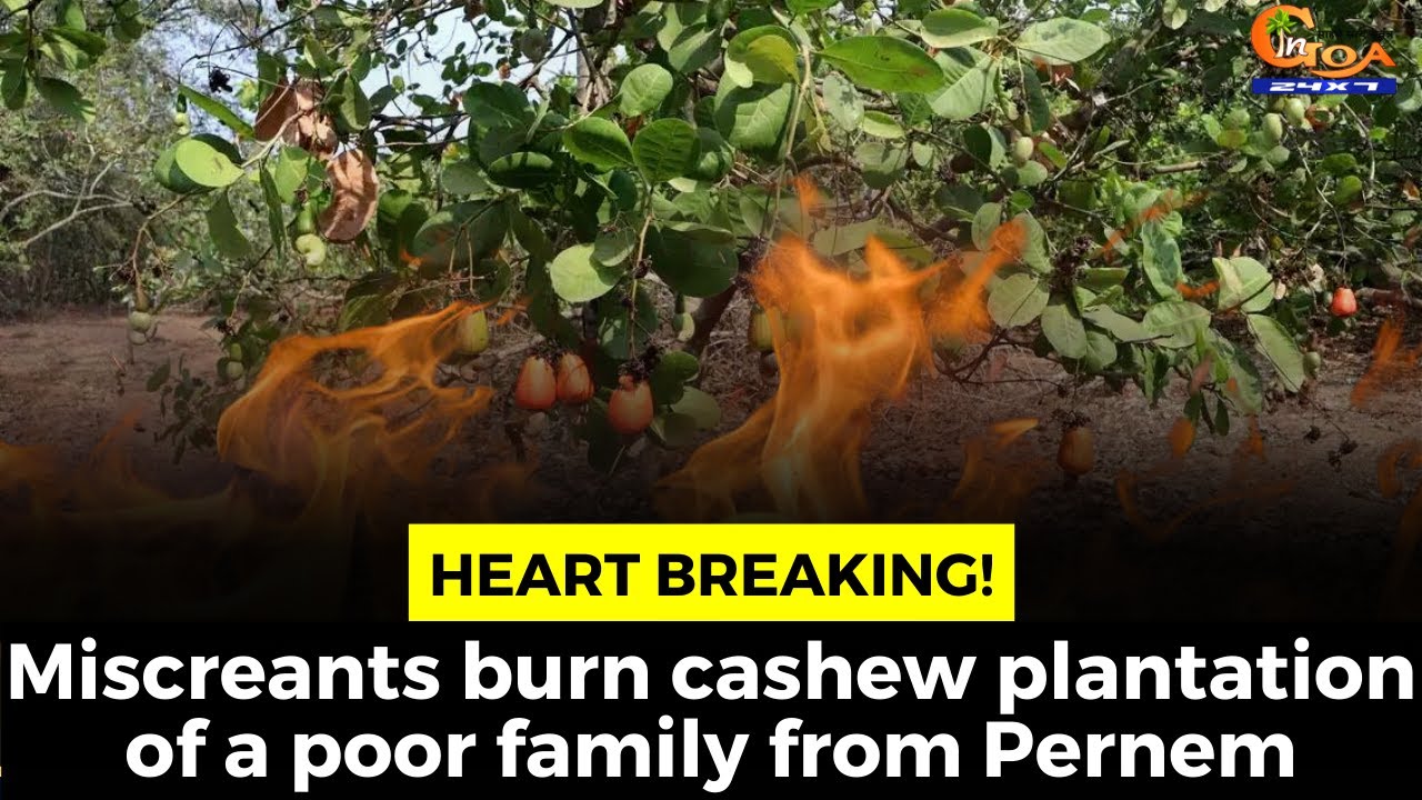 #HeartBreaking! Miscreants burn cashew plantation of a poor family from ...