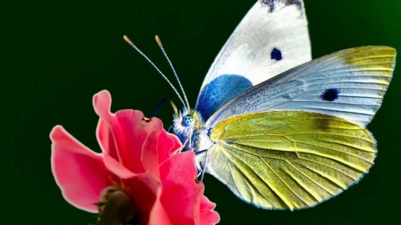 Lucinda Barry - Master of the Game - YouTube