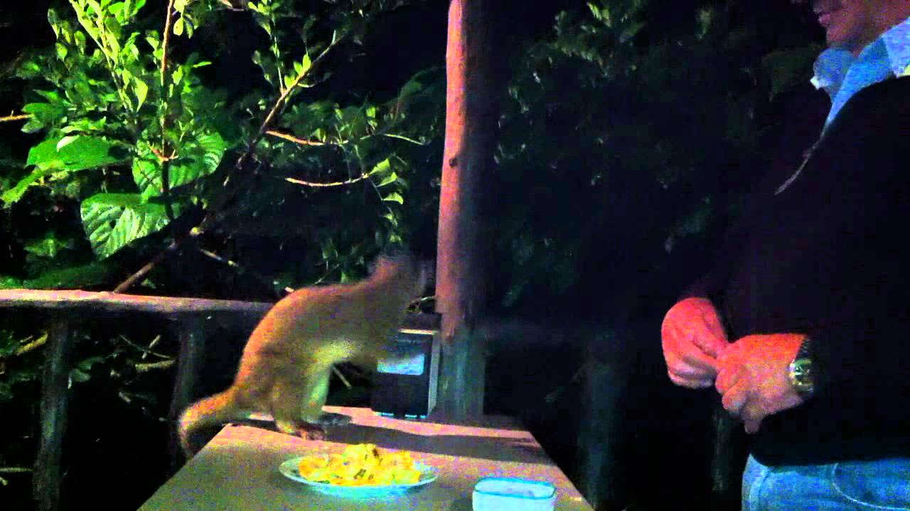 Martilla en Costa Rica (Potos Flavus) - YouTube