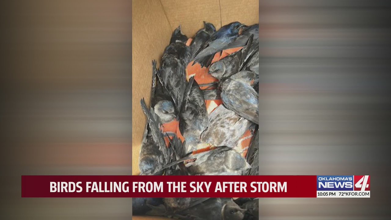 Birds falling from the sky after storm - YouTube