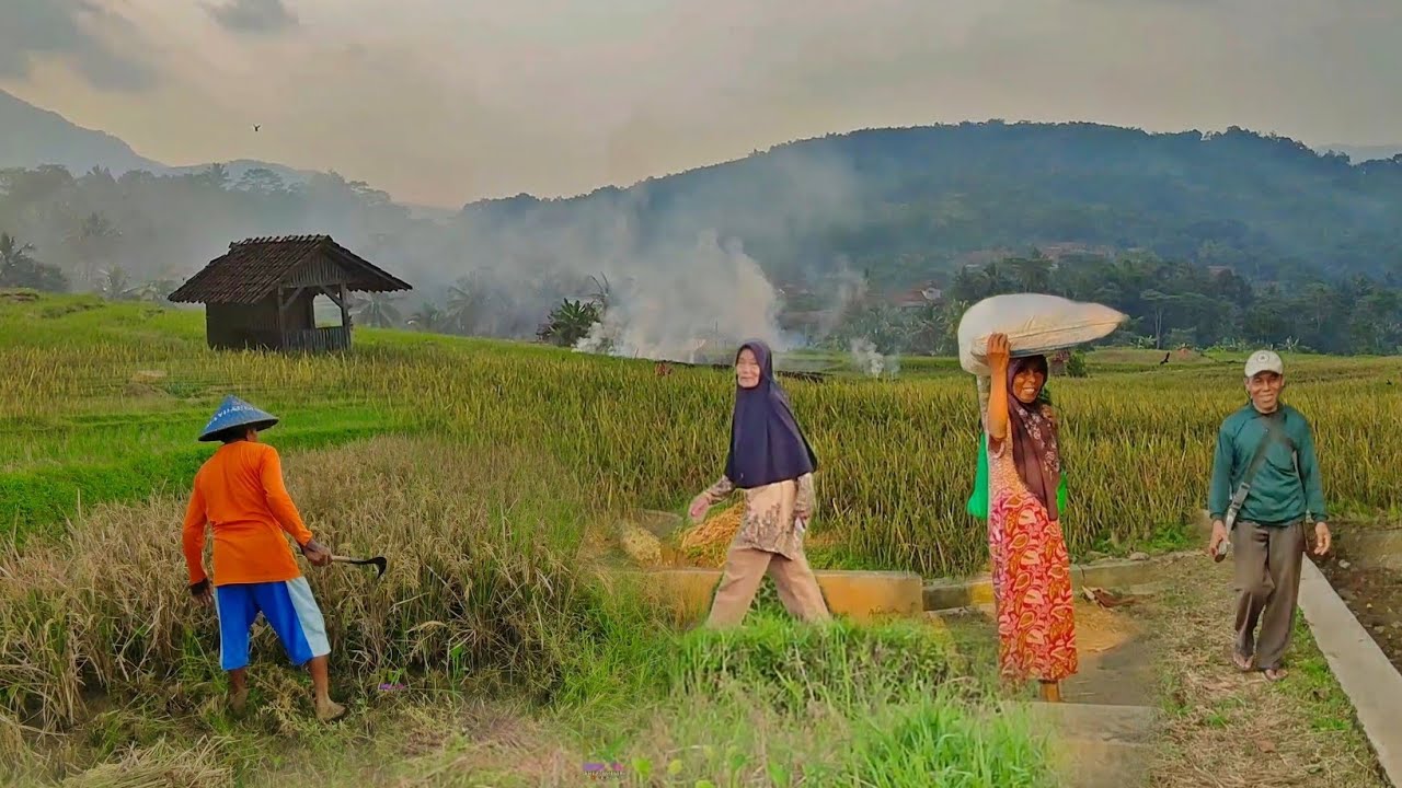 SUASANA PEDESAAN JAWA BARAT, AKTIVITAS SORE DIPEDESAAN JAWA BARAT INDAH ALAM DESANYA - YouTube