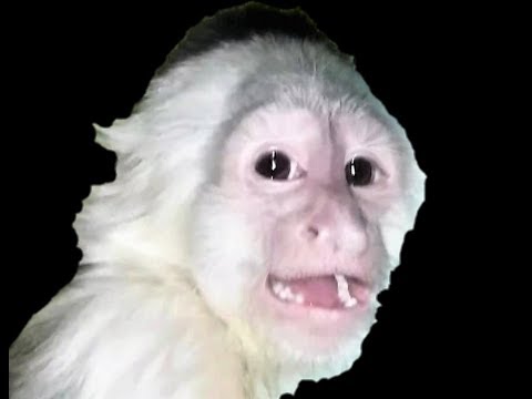 Capuchin Monkey Mexican Mat Dance LL (#168) - YouTube