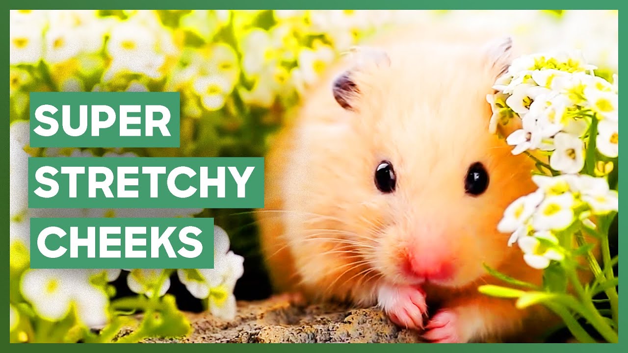 Why Hamsters Have Such HUGE Cheeks | How Do Animals Do That? - YouTube