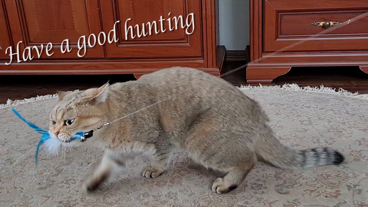 Daily Routine Of One Cat World Premiere Youtube