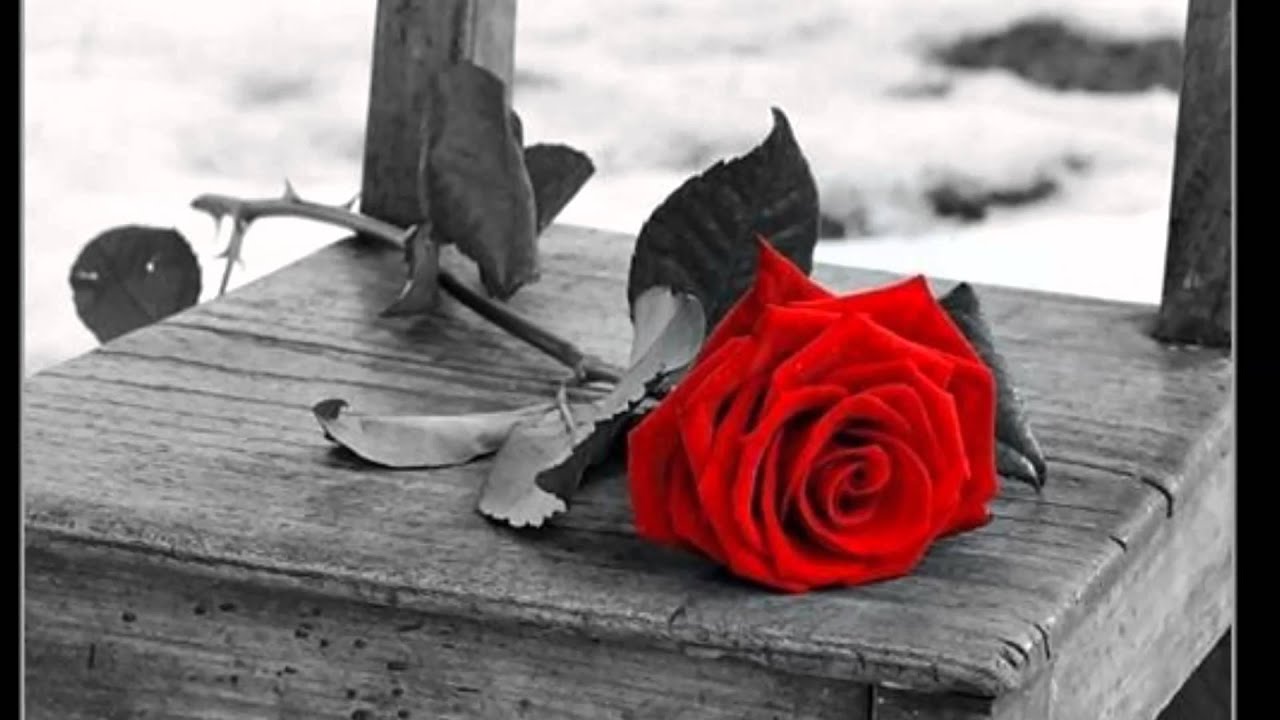 Lloran Las Rosas ( Cristian Castro ) - YouTube