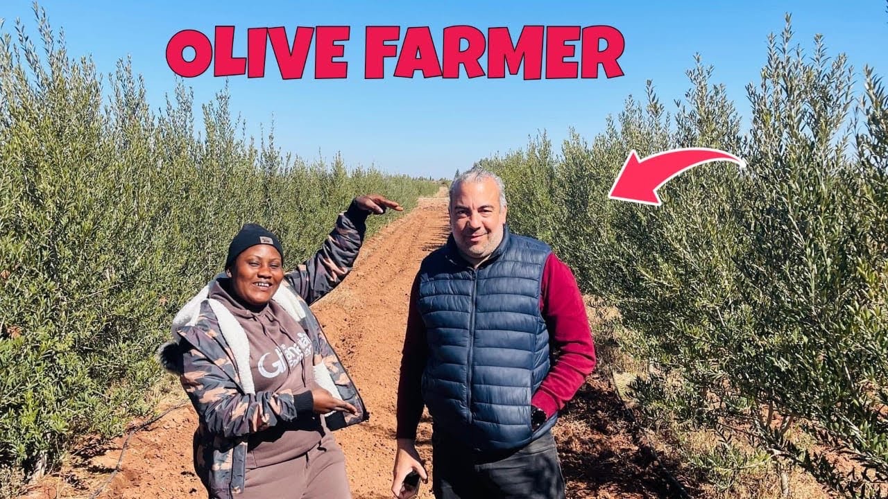 We Visited And Interviewed The Biggest Commercial Olive Farm In Morocco ...