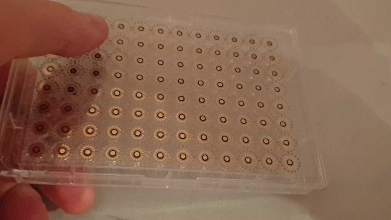 Electrode array in multiwell format - microtitre plate - YouTube