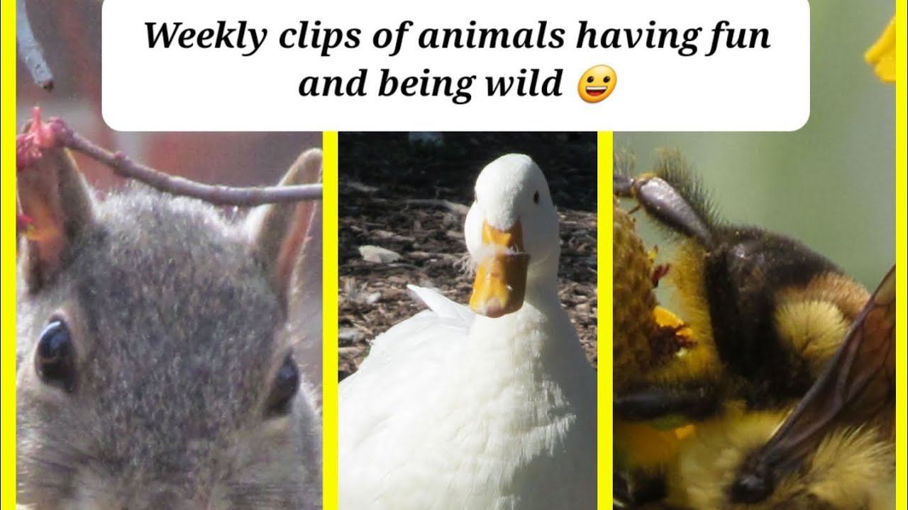 Llamas, Ducks in Weekly clips of animals having fun and being wild 😀 ...