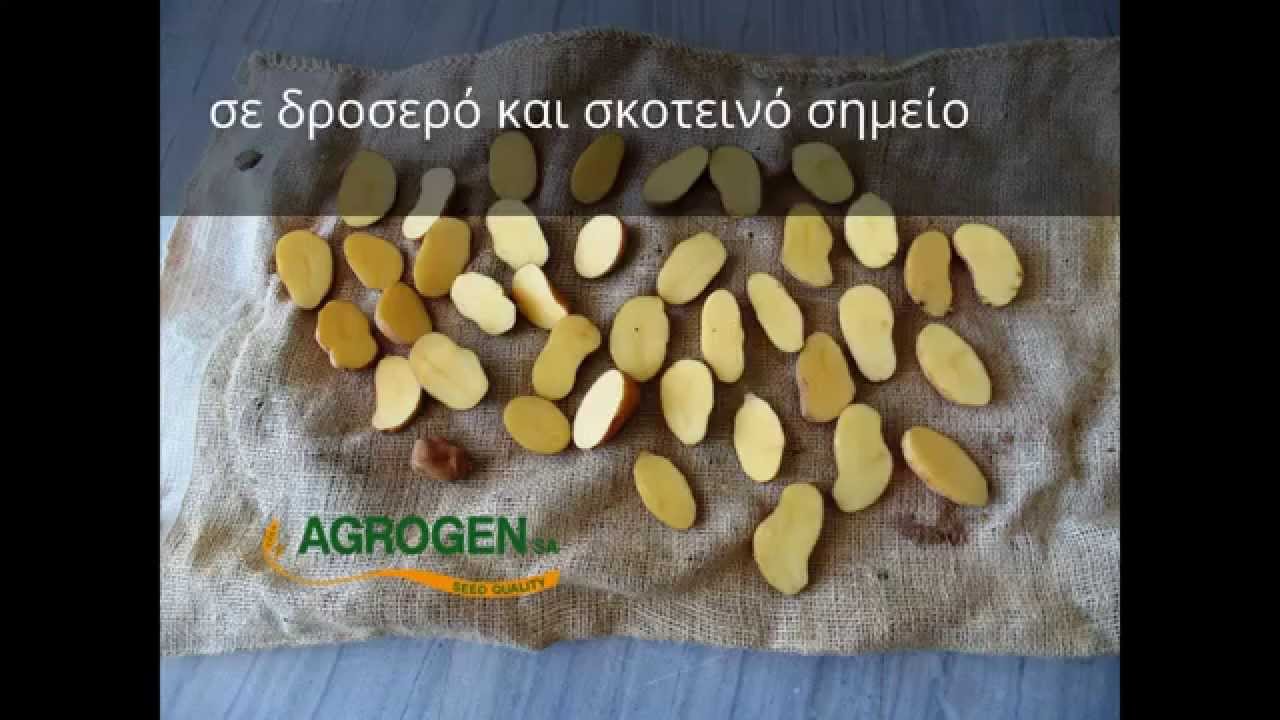 Σπορά πατάτας σε 4 λεπτά - YouTube