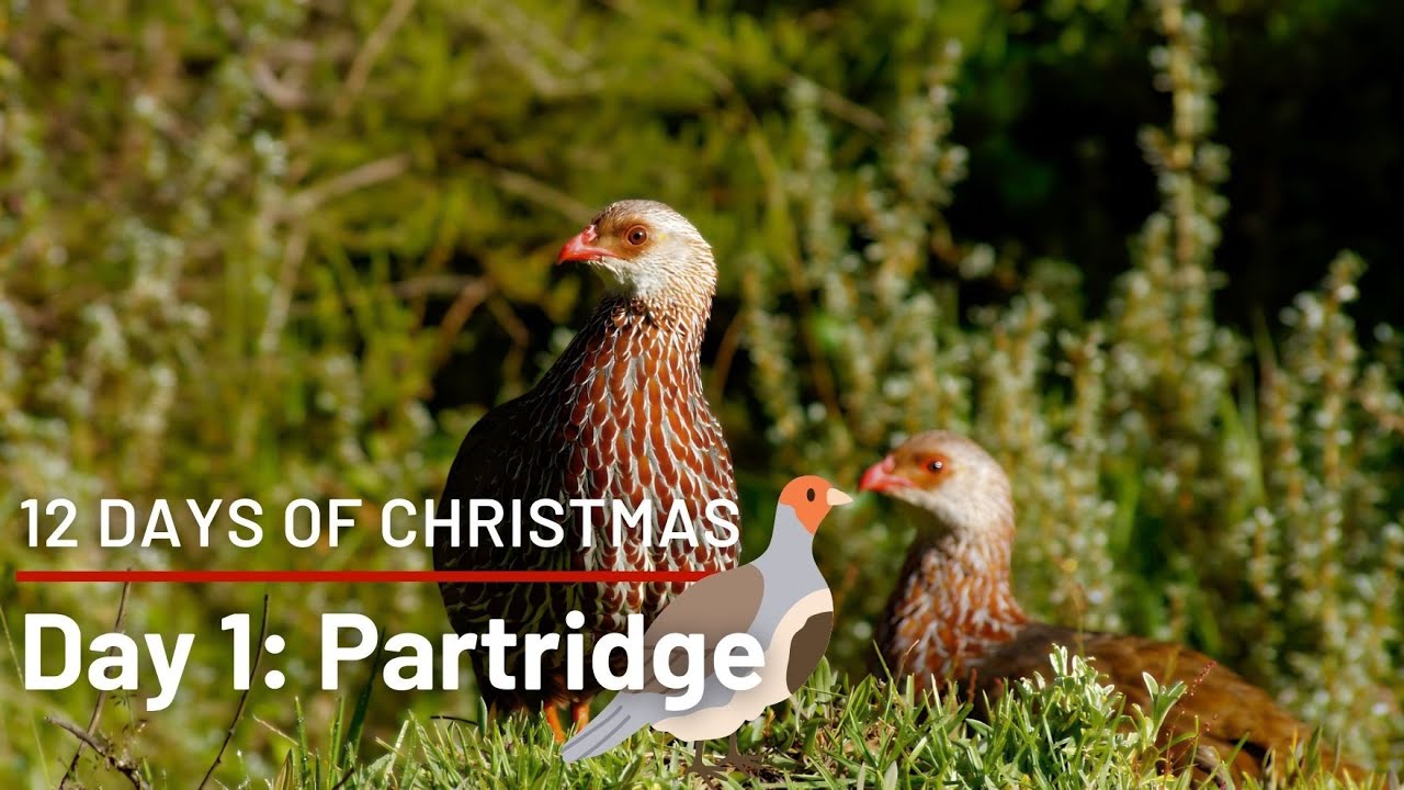 12 Days of Christmas Countdown! Day 1: A Partridge In a Pear Tree ...