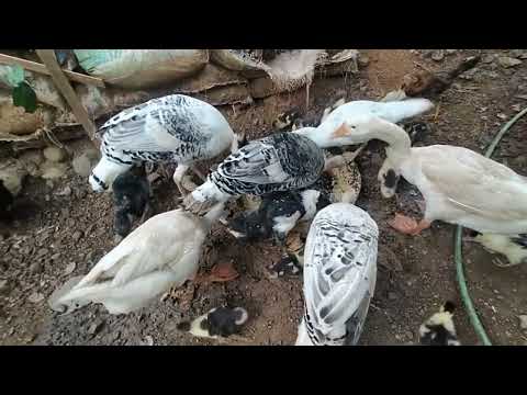 dinala na namin sa farm ang mga binggala(guinea fowls) - YouTube
