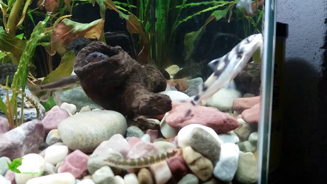 Indian clown catfish, (Gagata cenia) - YouTube