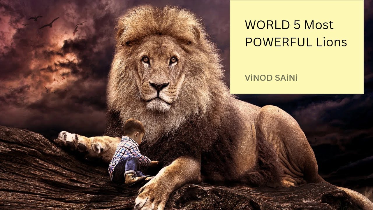 World's Most Dangerous LIONS Brief STORY - YouTube