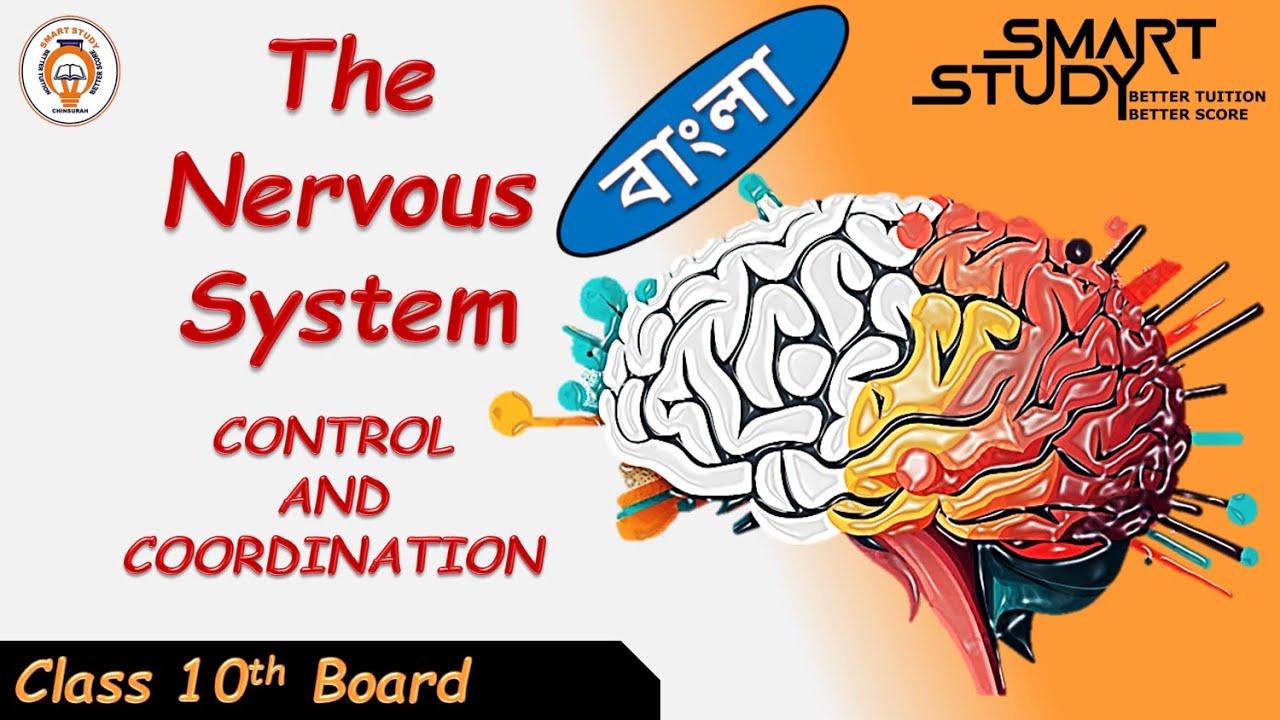 THE HUMAN BRAIN || THE NERVOUS SYSTEM, CONTROL AND COORDINATION ...