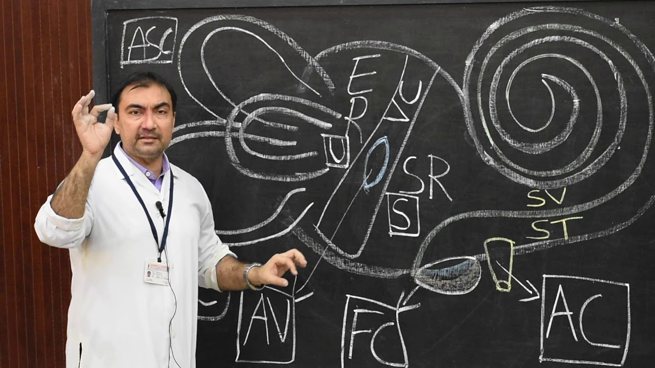 Gross Anatomy of internal ear part 3 - YouTube