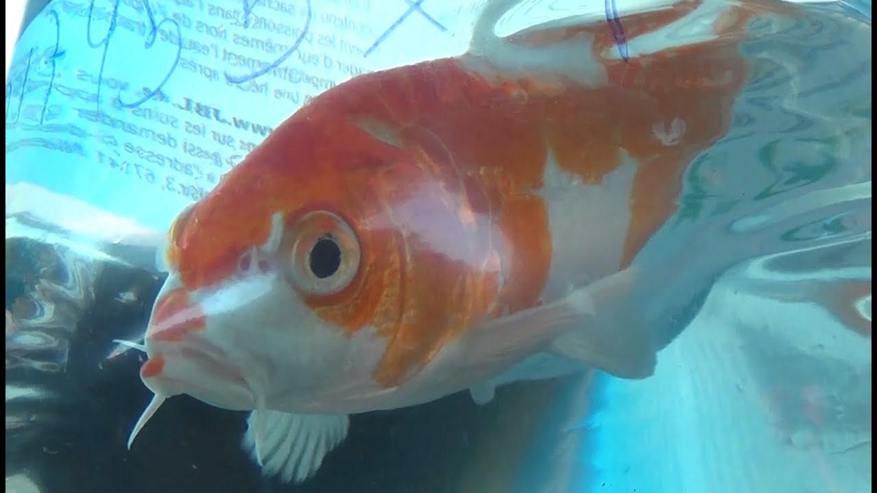 Nuevas Koi - kohaku doitsu & kin ki utsuri - YouTube