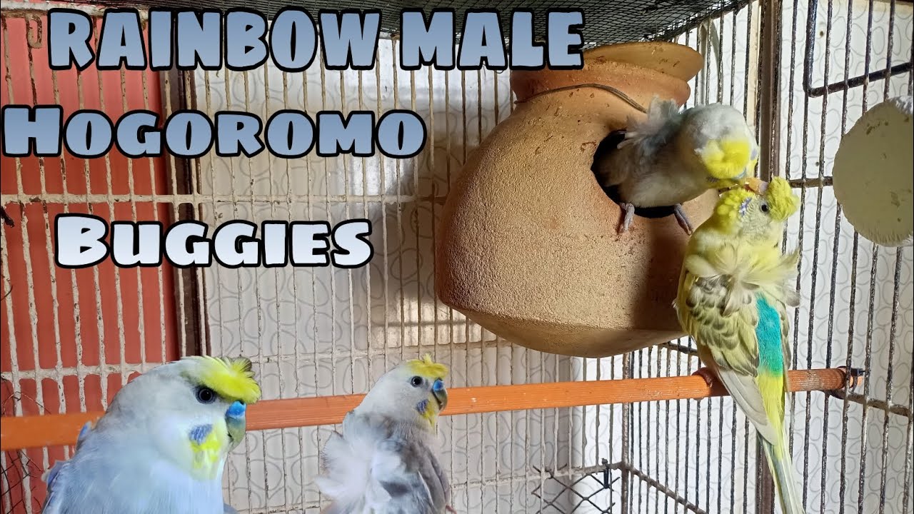 "Parrot Lovers! 🦜 All About Rainbow Hogoromo Budgies & First Breeding ...