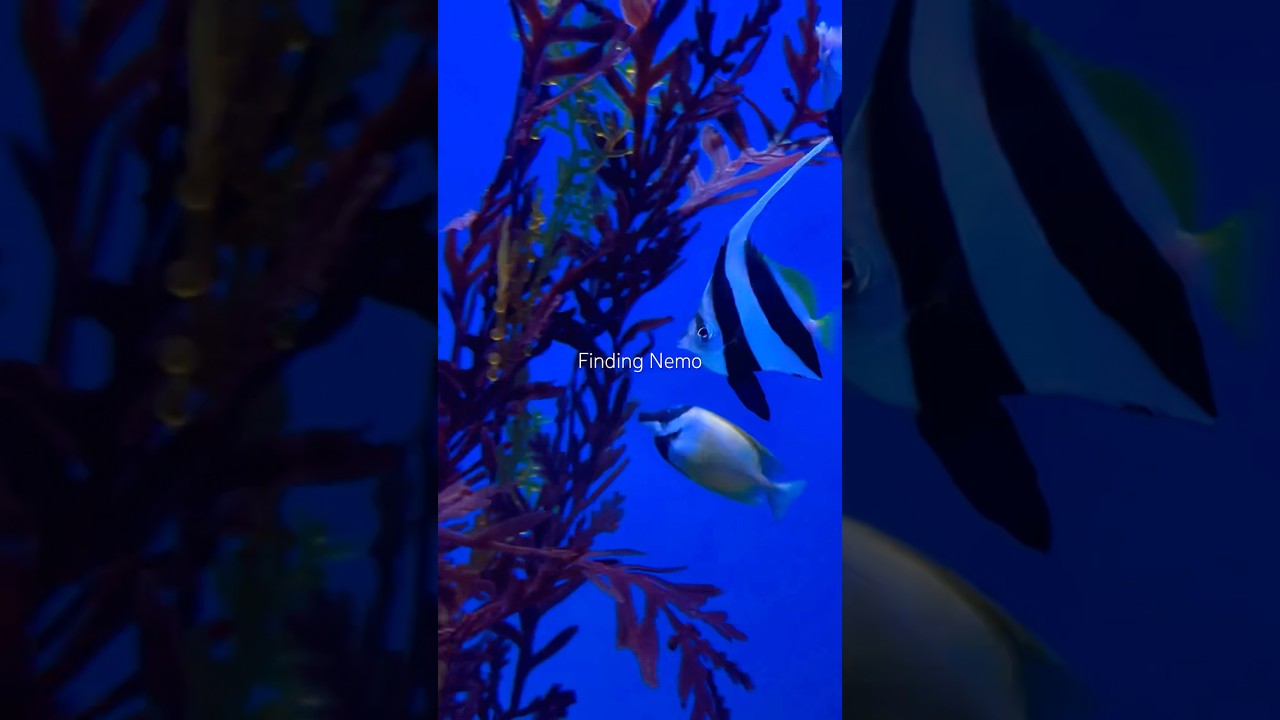 Finding Nemo in Kuala Lumpur, Malaysia 🇲🇾 🐠 #aqua #travel #explore # ...