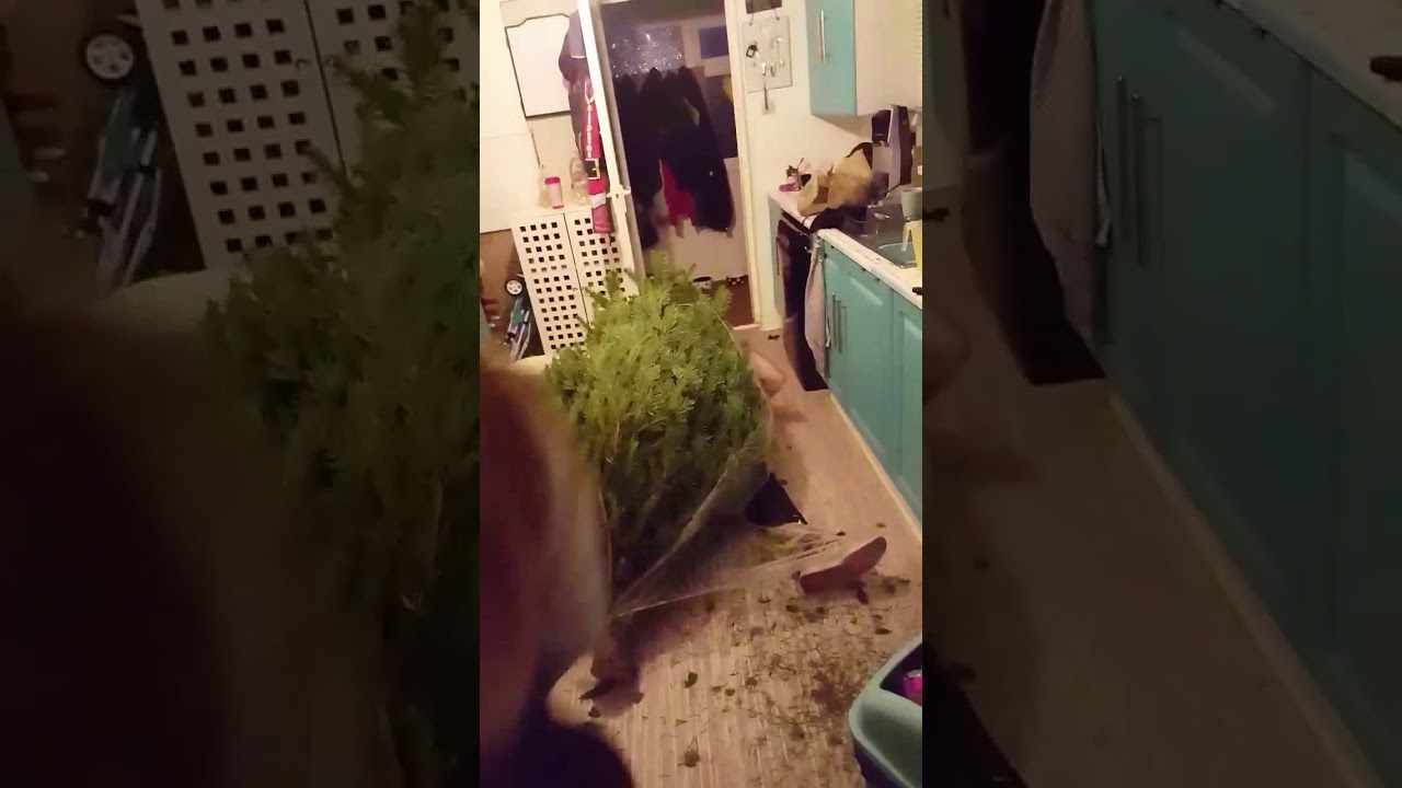 Man stuck under Christmas tree - YouTube