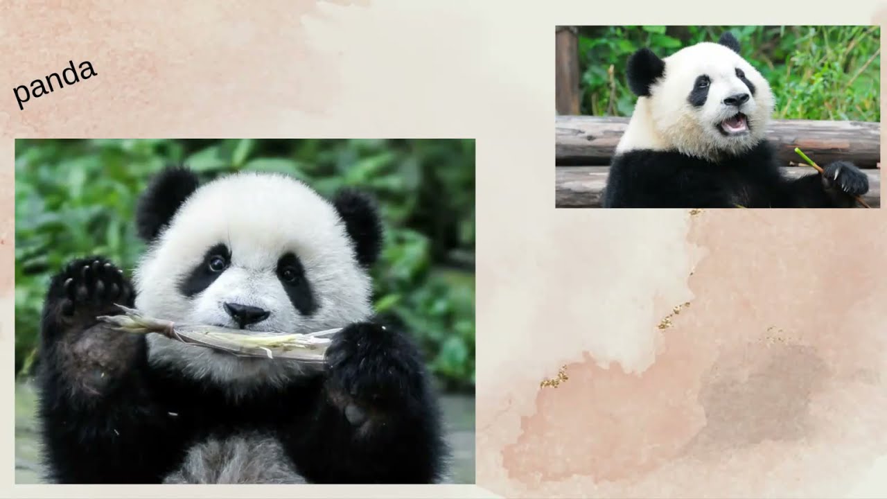 my top 10 favourite animals - YouTube