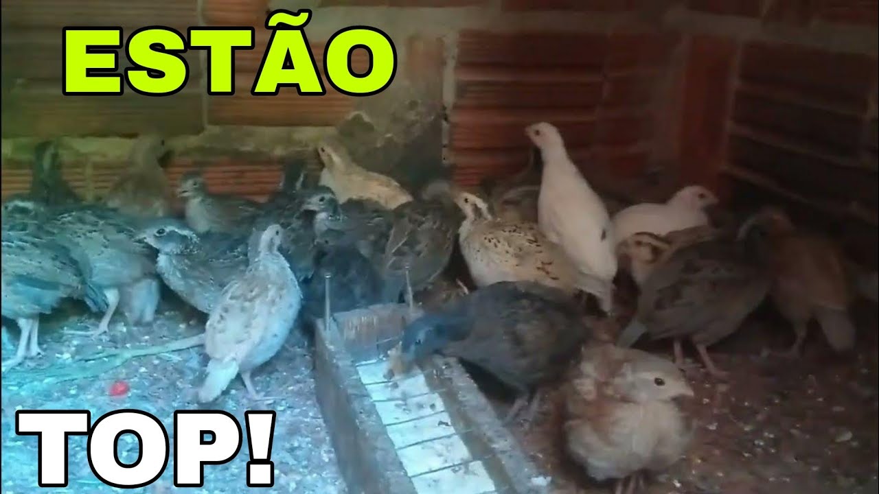 PEGANDO CODORNAS GIGANTES E FILHOTES DE BOB WHITE! - YouTube