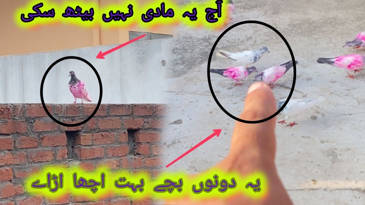 aj 1 madi ni Beth saki 2 pathy buhat acha urdy #sialkotpigeons - YouTube