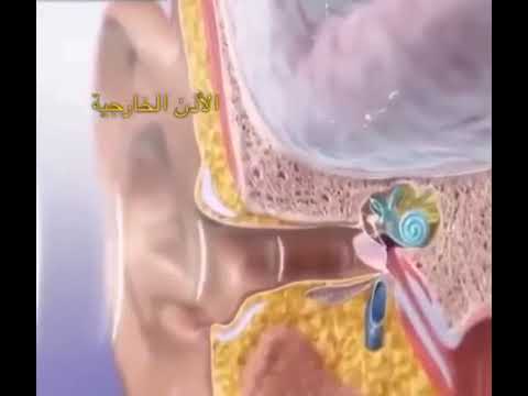 Allah insanı ən gözəl bicimdə yaratdı