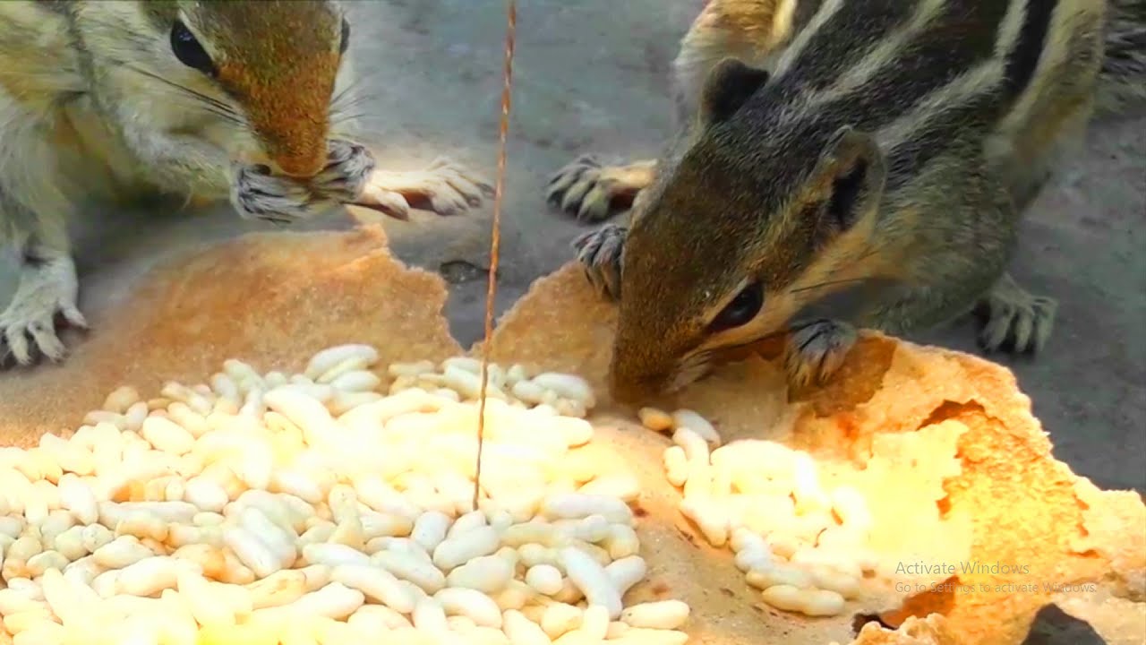 New Squirrel Video || Squirrel Eating Handmade Bread - YouTube