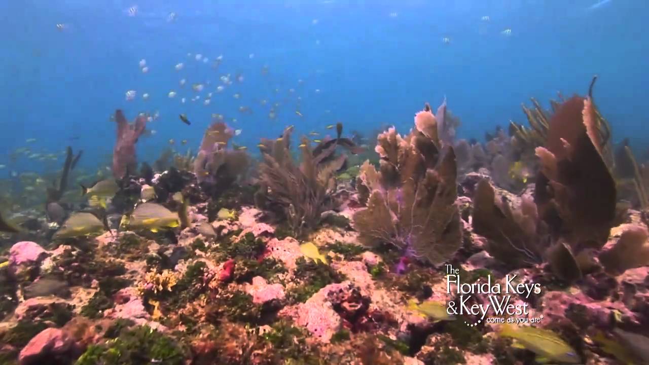 Dive The Florida Keys, The Stakes, Marathon - YouTube