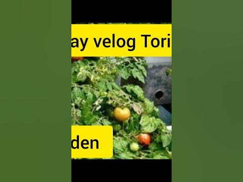 my today velog Tori recipe my garden - YouTube