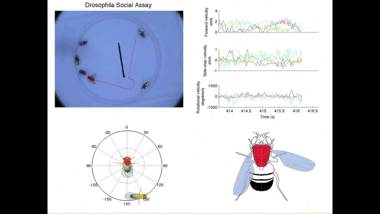 Automated Fly Tracking - YouTube