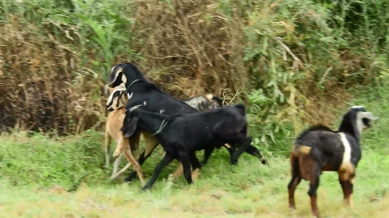 WOW!! Amazing Breeding Goat - How to breeding goat - YouTube