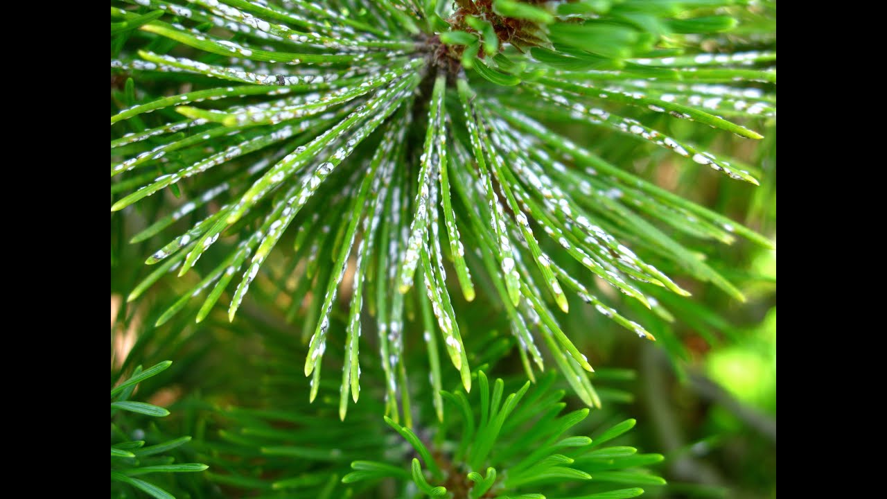 All You Need to Know about Managing Scales and Mealybugs with the ...